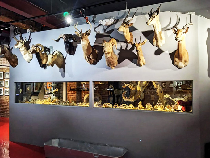 Oh deer, what do we have here? This taxidermy display is a regular Noah's Ark of the departed. Talk about wildlife preservation!