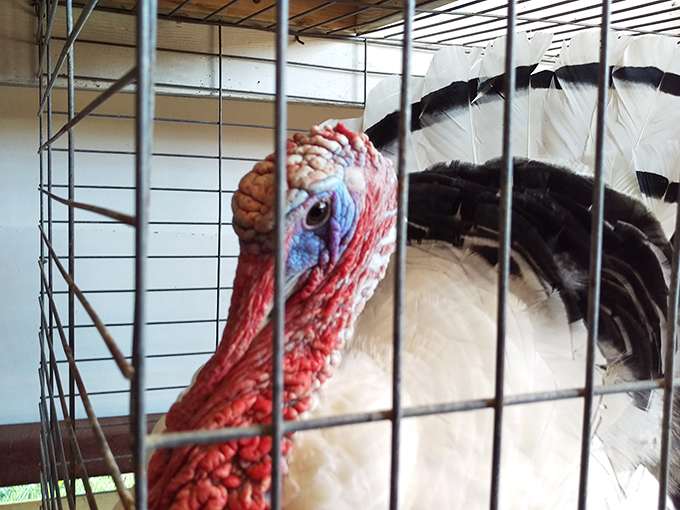 Paint me like one of your French hens. This turkey's got attitude and isn't afraid to show it. Thanksgiving's never looked so sassy!