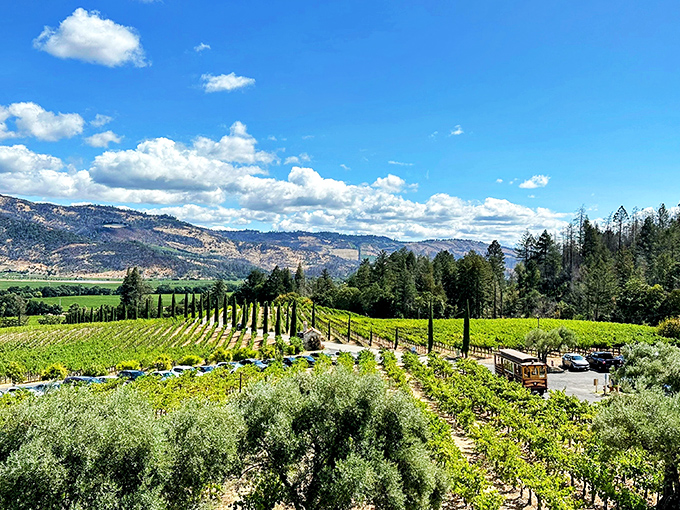 Rows of vines stretch towards the horizon, a patchwork quilt of green and gold. Who knew Tuscany and California could be such perfect roommates? 