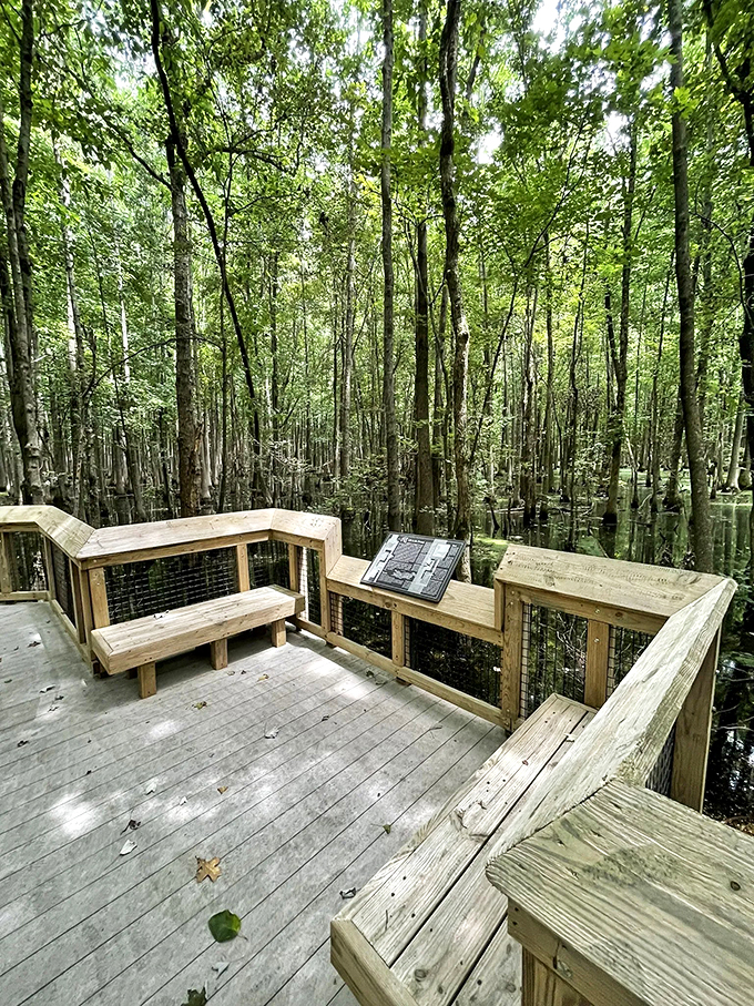 Nature's observation deck: where bird-watching meets "I spy" in a game of ecological bingo. Binoculars optional, sense of wonder required.