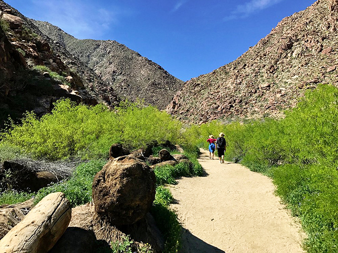 Borrego Palm Canyon: Desert to oasis faster than you can say "mirage." Pack sunscreen and a sense of wonder.