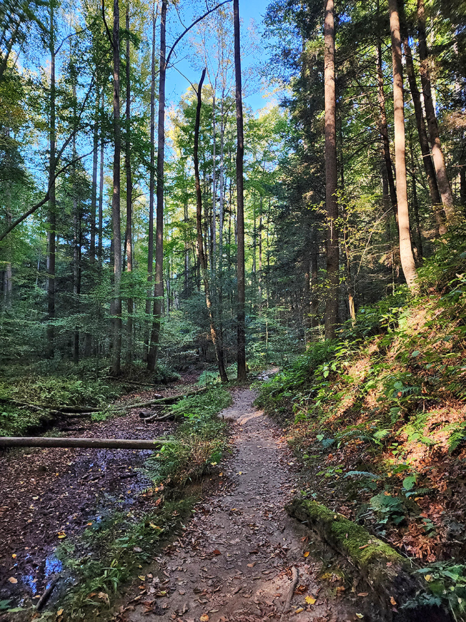 Cantwell Cliffs: where staircases go to workout. These steps will have you questioning your life choices, but the view is worth every huff and puff.