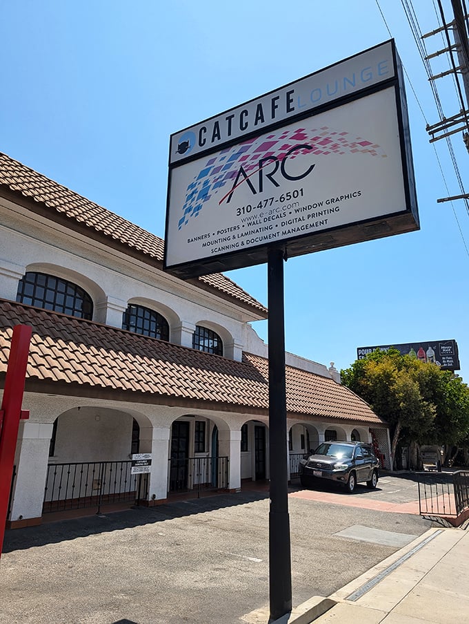 CatCafe Lounge: LA's hottest club for the four-legged and fabulous. It's where cats go to see and be seen.