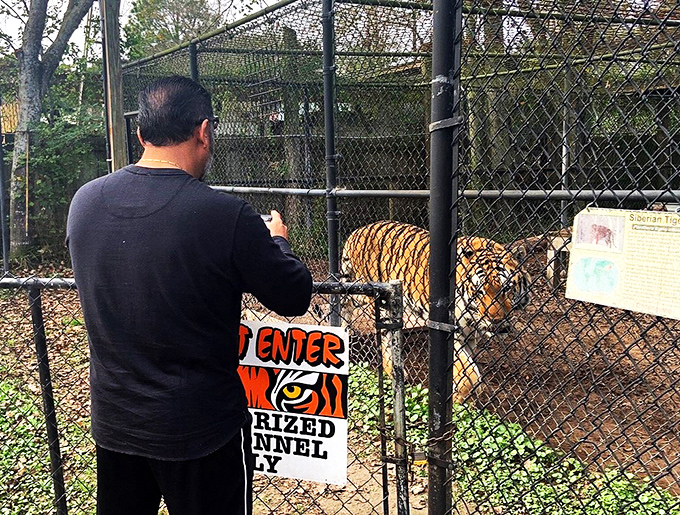 Night at the Catty Shack: Where big cats dine and you wine. It's dinner theater, jungle style!