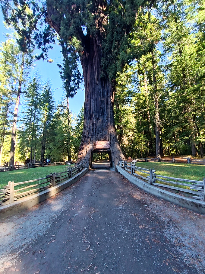 Nature's drive-thru! This arboreal archway gives 'going green' a whole new meaning &ndash; just watch your side mirrors!