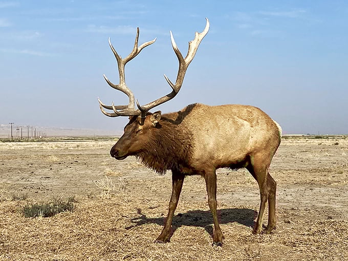 Tule Elk Reserve: Where majestic meets massive. These aren't your garden-variety deer &ndash; they're nature's answer to the SUV!