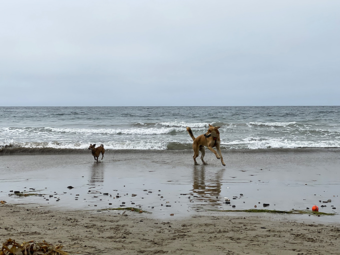 Beach day fun at Arroyo Burro! These happy pups are having a blast chasing waves and finding their favorite toys.