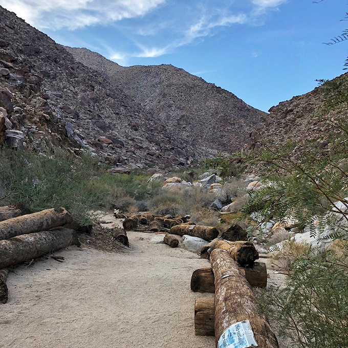 California fan palms: Nature's beach umbrellas in the desert. It's like finding a salad bar in a candy store.