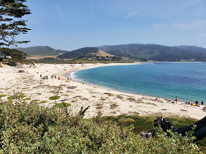 Birdwatcher's paradise at Carmel River Beach. It's like an all-you-can-tweet buffet for our feathered friends!