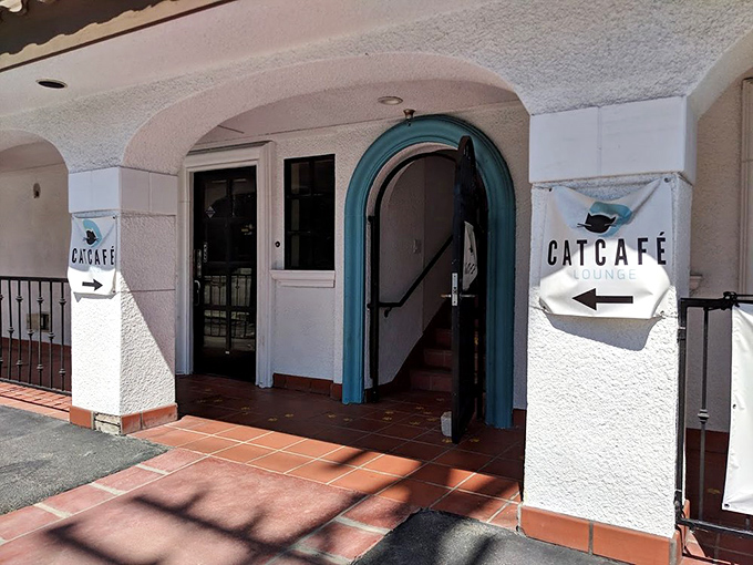 Forget the Hollywood Walk of Fame, this is where the real stars hang out. Every cat here is ready for their close-up.