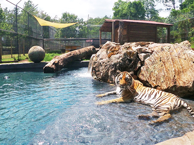 Tigers and lions and... more tigers! Catty Shack Ranch is the cat's meow for feline enthusiasts.