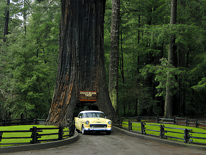 Timber tunnel! Cruise through this living legend and feel like you're in a real-life version of 'Honey, I Shrunk the Kids'.