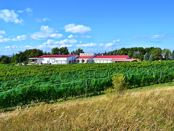 Riesling heaven at Chateau Grand Traverse. It's like Willy Wonka's factory, but for grown-ups who prefer grapes to chocolate.