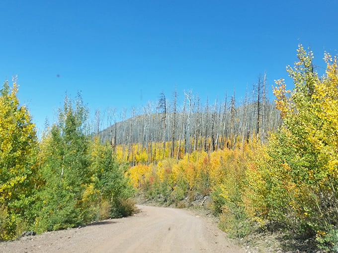 New Mexico called, it wants its view back! Escudilla's summit offers a two-for-one state panorama that'll leave you breathless (if the climb hasn't already).