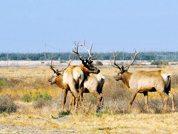 Golden grasslands host nature's runway show at Tule Elk Reserve. These four-legged models know how to work their antlers!