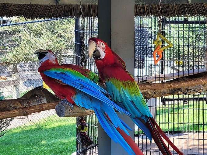 Golf with the animals at Wildwood! Just don't let the monkeys steal your ball &ndash; or your snacks. They're crafty little putters.