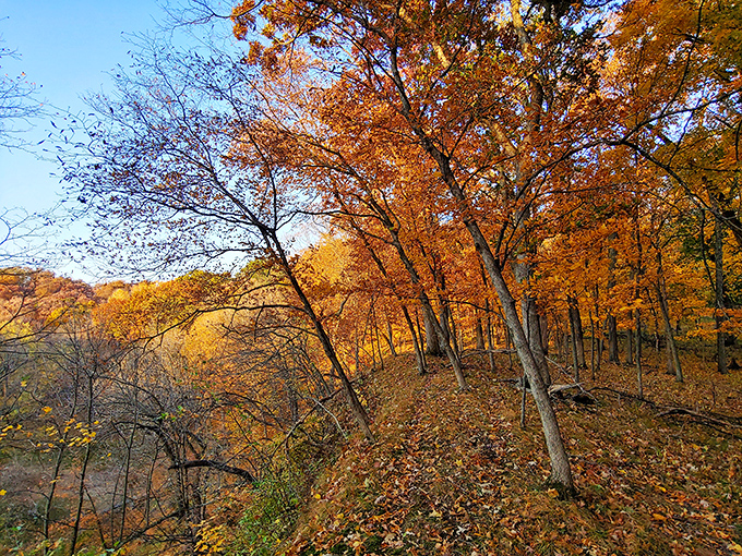 "Fall in Iowa: where trees put on a fashion show that'd make Paris jealous." Autumn paints the park in a palette of reds and golds.
