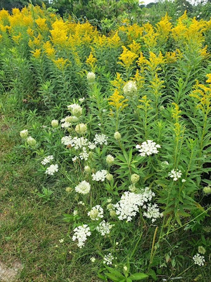 Nature's own fireworks display! These wildflowers are putting on a show that rivals any 4th of July spectacle.