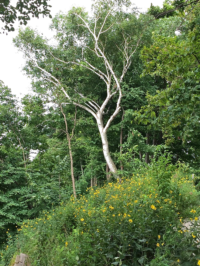Nature's wildflower bouquet! This untamed beauty spot proves that sometimes, the best landscapes are the ones left au naturel.