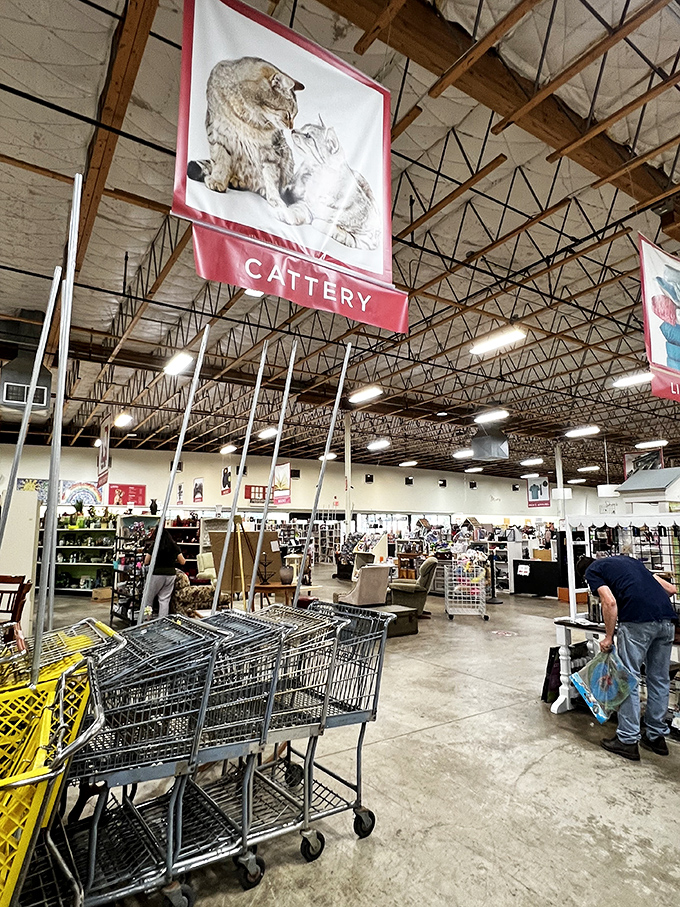 The "Cattery" section banner watches over shoppers as they hunt for treasures among well-organized aisles.