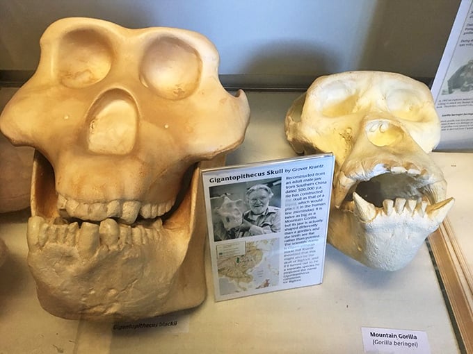 Jaws drop at these jaw-dropping replicas. These skulls are a stark reminder that Bigfoot might have some pretty impressive dental work.