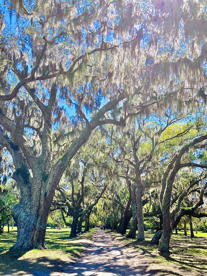 "Trail": Spanish moss drapes these majestic oaks like nature's own Gatsby-esque chandeliers. Talk about mood lighting!