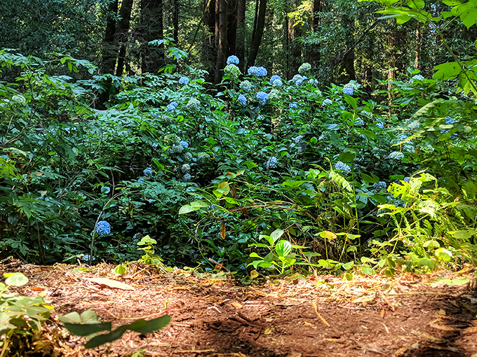 The forest's pop-up art installation: These wildflowers add a splash of color to the woodland palette, like nature's own Monet masterpiece.