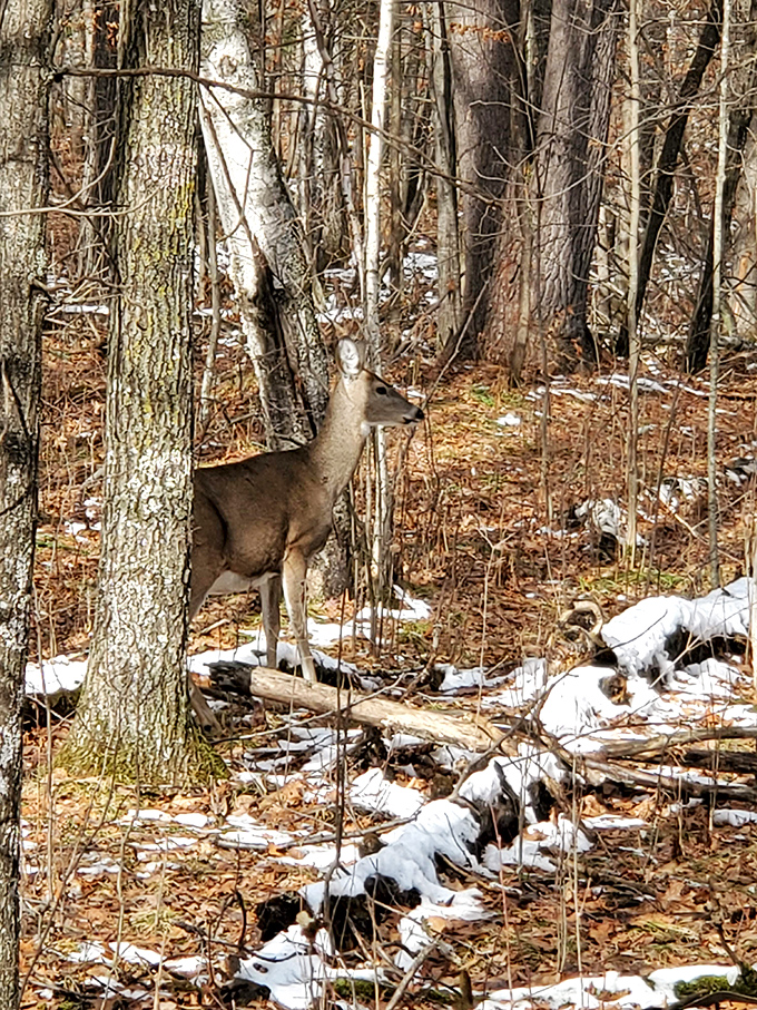 Peek-a-boo, I see you! This deer's giving us the "caught raiding the garden" look. Sorry, buddy, no veggies here &ndash; just pure nature.