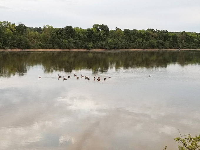 A feathered welcoming committee glides by. These ducks are giving guided tours of their liquid kingdom.