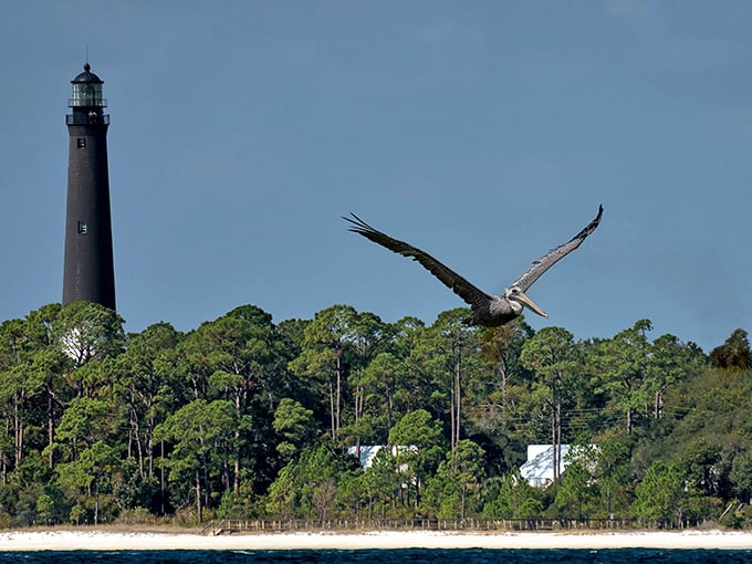 Bird's eye view or bird's flight path? Either way, this pelican's got the best seat in the house.