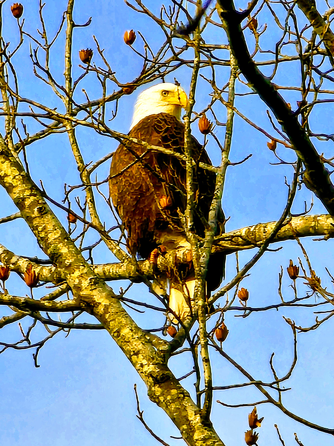 Eagle-eyed wonder: Martinak's skies are a bird watcher's paradise. This majestic eagle is living proof that sometimes, the best things in life are free.