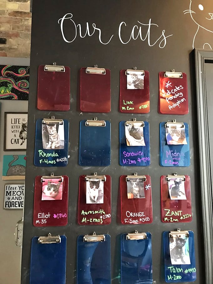 The feline wall of fame! Each clipboard tells a tail &ndash; er, tale &ndash; of a cat waiting for its forever home.