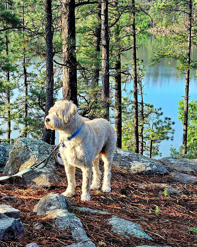 "Who let the dogs out? We did!" Four-legged friends are welcome to join in the fun at Morphy Lake State Park.