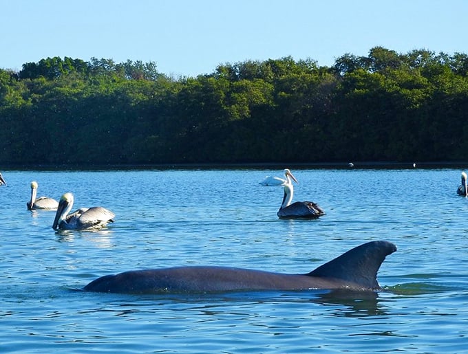 Marine life meet-and-greet! Dolphins and pelicans share the waters, proving Fort De Soto is the ultimate Florida melting pot.