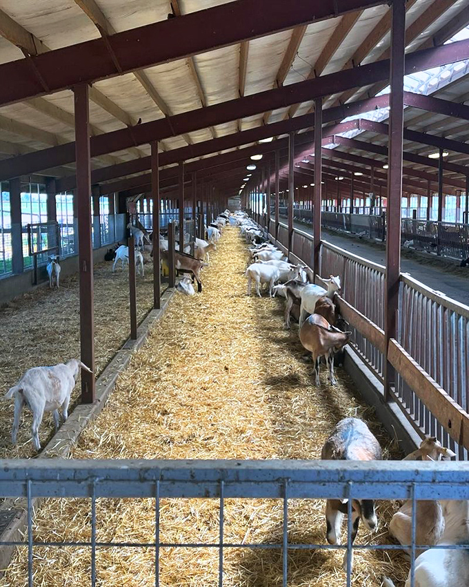 Welcome to Goat Town, population: adorable. These four-legged cheese apprentices are living their best lives, one nibble at a time.