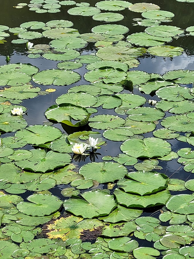 Nature's lily pad buffet: These floating greens create a scene so serene, even frogs would stop mid-croak to admire the view.