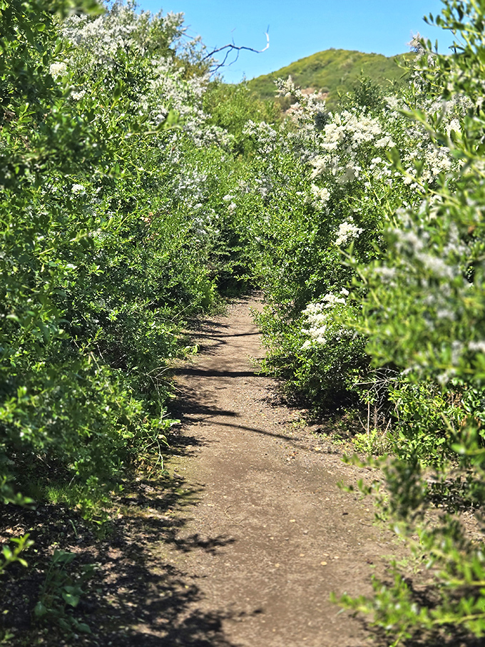 A green explosion that would make the Jolly Green Giant feel right at home. Spring in Malibu: where every day is St. Patrick's Day!