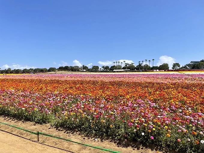 A kaleidoscope of colors paints the landscape, proving that Mother Nature is the ultimate artist. Van Gogh, eat your heart out!