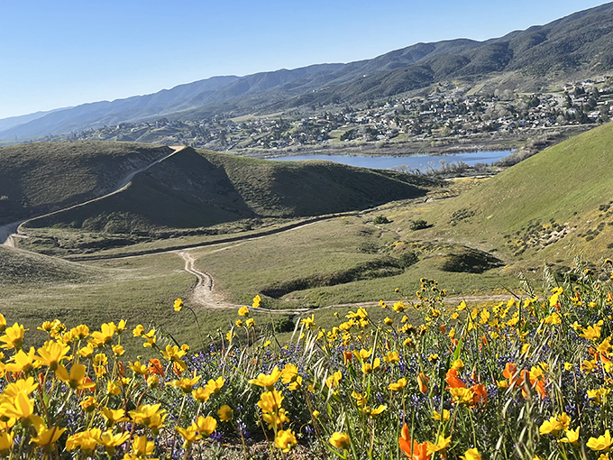 The yellow brick road has nothing on this golden path! Follow the trail through a sea of poppies. No flying monkeys, we promise.