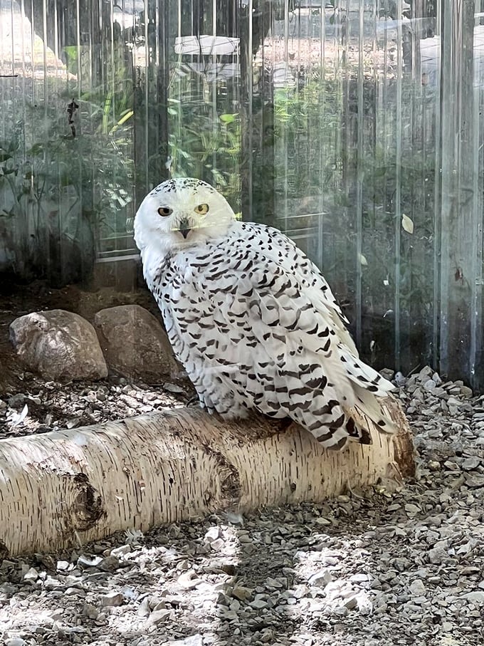 Eyes wide with wonder! This snowy owl's piercing gaze could give Hedwig a run for her money in the magical creature department."
