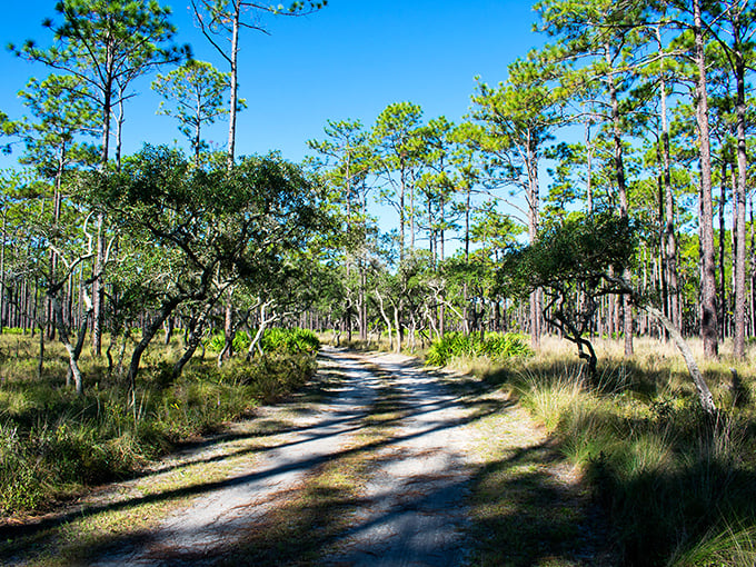 Nature's red carpet: A trail that whispers, "Adventure this way!" Just remember, in this forest, the paparazzi are all feathered or furry.