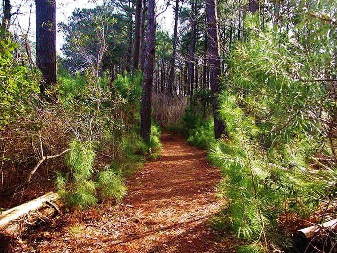 Red carpet? Nah, give me this pine-needle pathway any day. Hollywood glamour has nothing on nature's own VIP treatment.