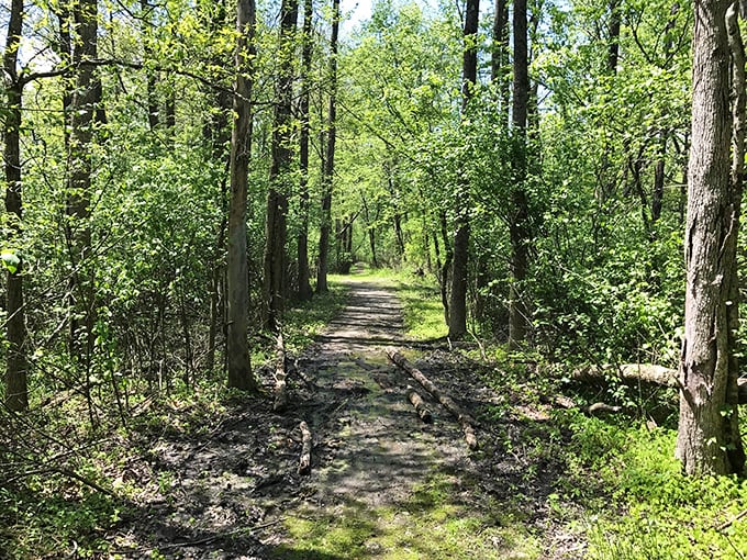 Nature's own yellow brick road. Follow this trail and you might just find your own Emerald City - or at least some really cool birds.
