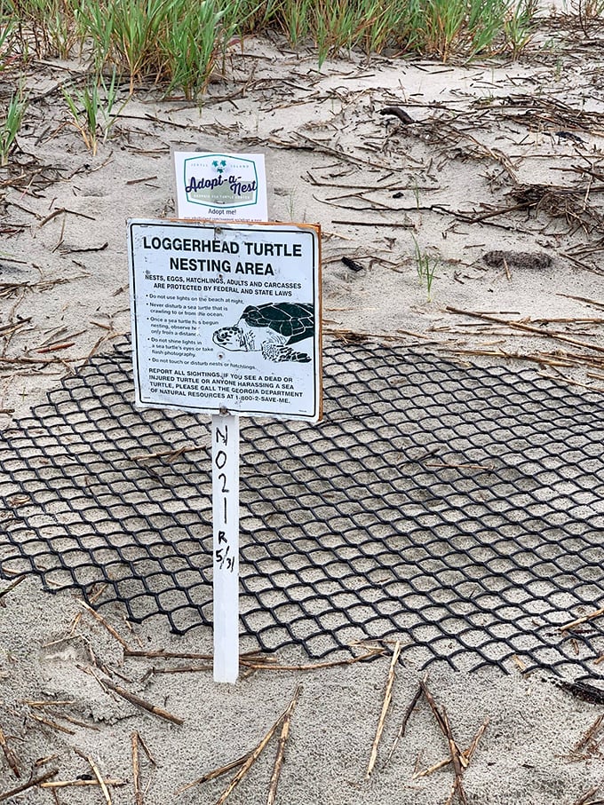 Turtle crossing! These VIP (Very Important Paddlers) have their own private stretch of beach. Talk about shell-ebrity treatment!
