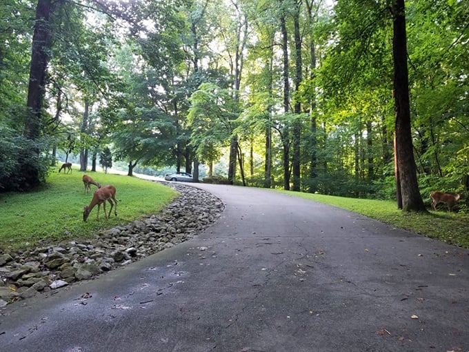 Oh deer, what do we have here? These graceful greeters are the park's own welcoming committee, no RSVP required.
