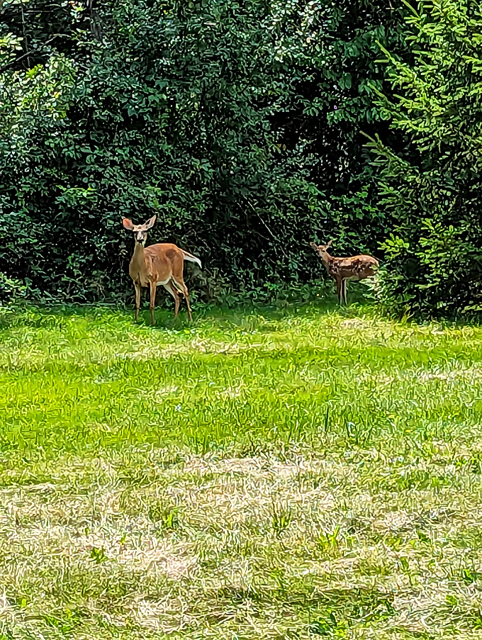Oh deer! Looks like we've stumbled upon a secret meeting of the forest's most adorable residents. Shhh, they're plotting world domination.