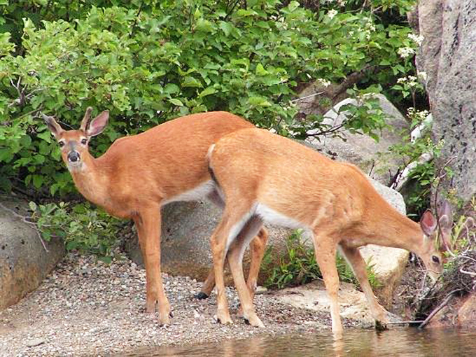 Deer me! A candid moment at nature's watering hole, where the local residents aren't shy about striking a pose.