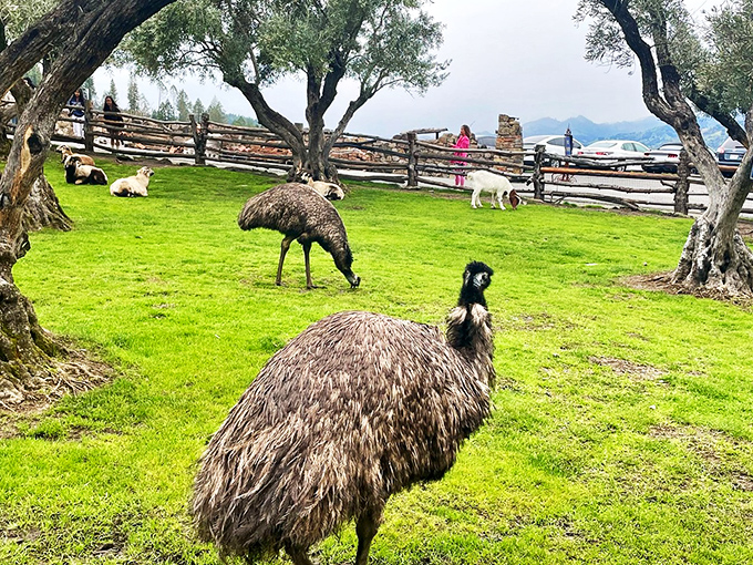 Move over, peacocks &ndash; there's a new bird in town! These emus are living their best medieval life, strutting around like feathered knights.