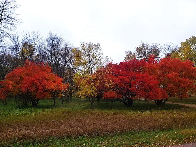 Autumn in Minnesota: Where the trees dress up in their finest reds and golds, putting on a show that rivals any Broadway production. No tickets required!