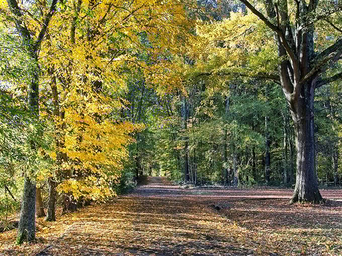 Autumn's paintbrush transforms the forest into a masterpiece. Van Gogh would be jealous of this golden gallery.